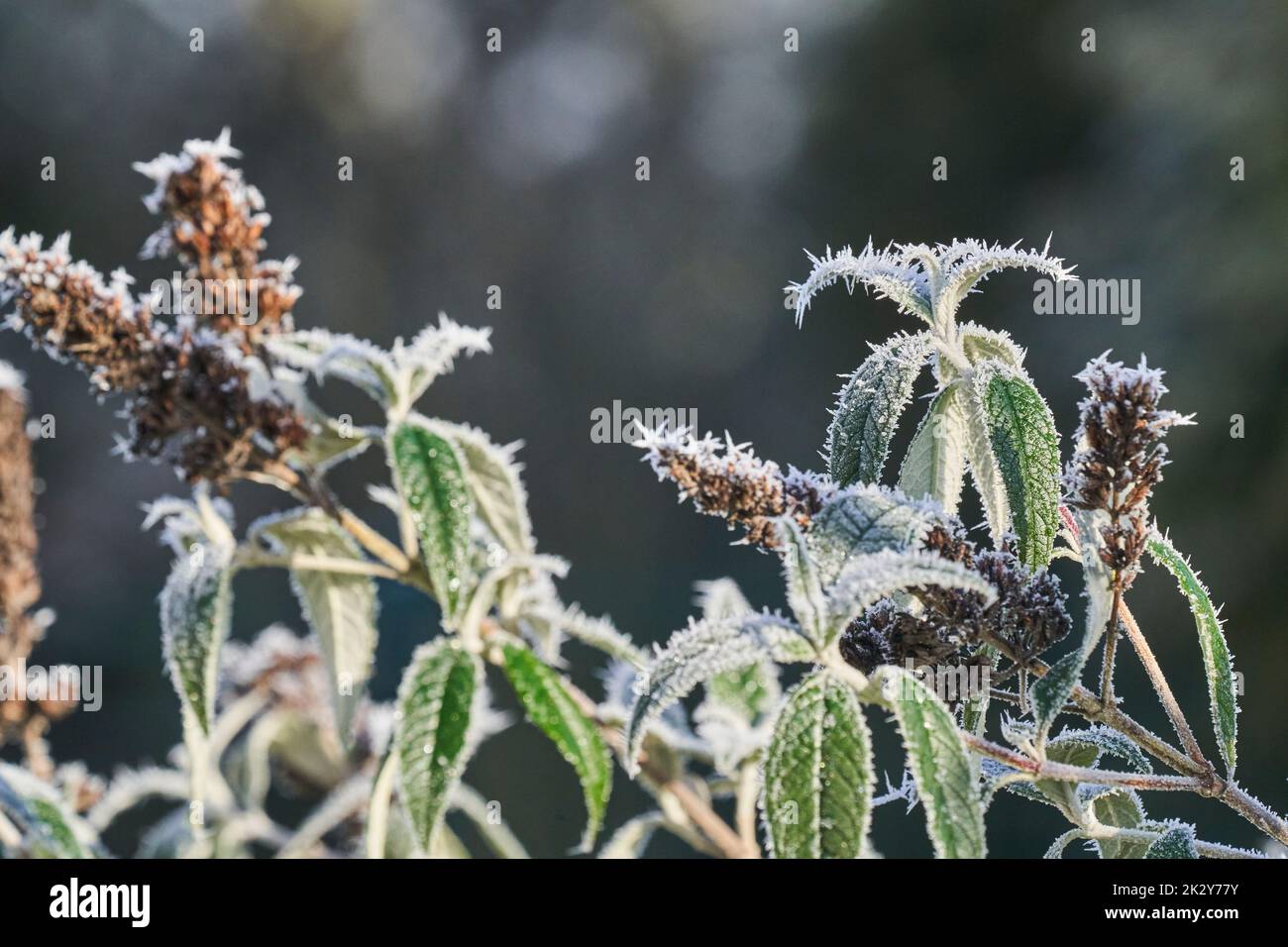 Hoar frost, also hoarfrost, radiation frost, or pruina, are white ice ...