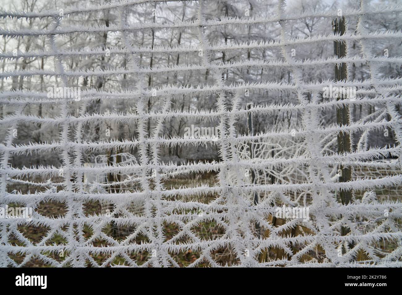 Hoar frost, also hoarfrost, radiation frost, or pruina, are white ice ...