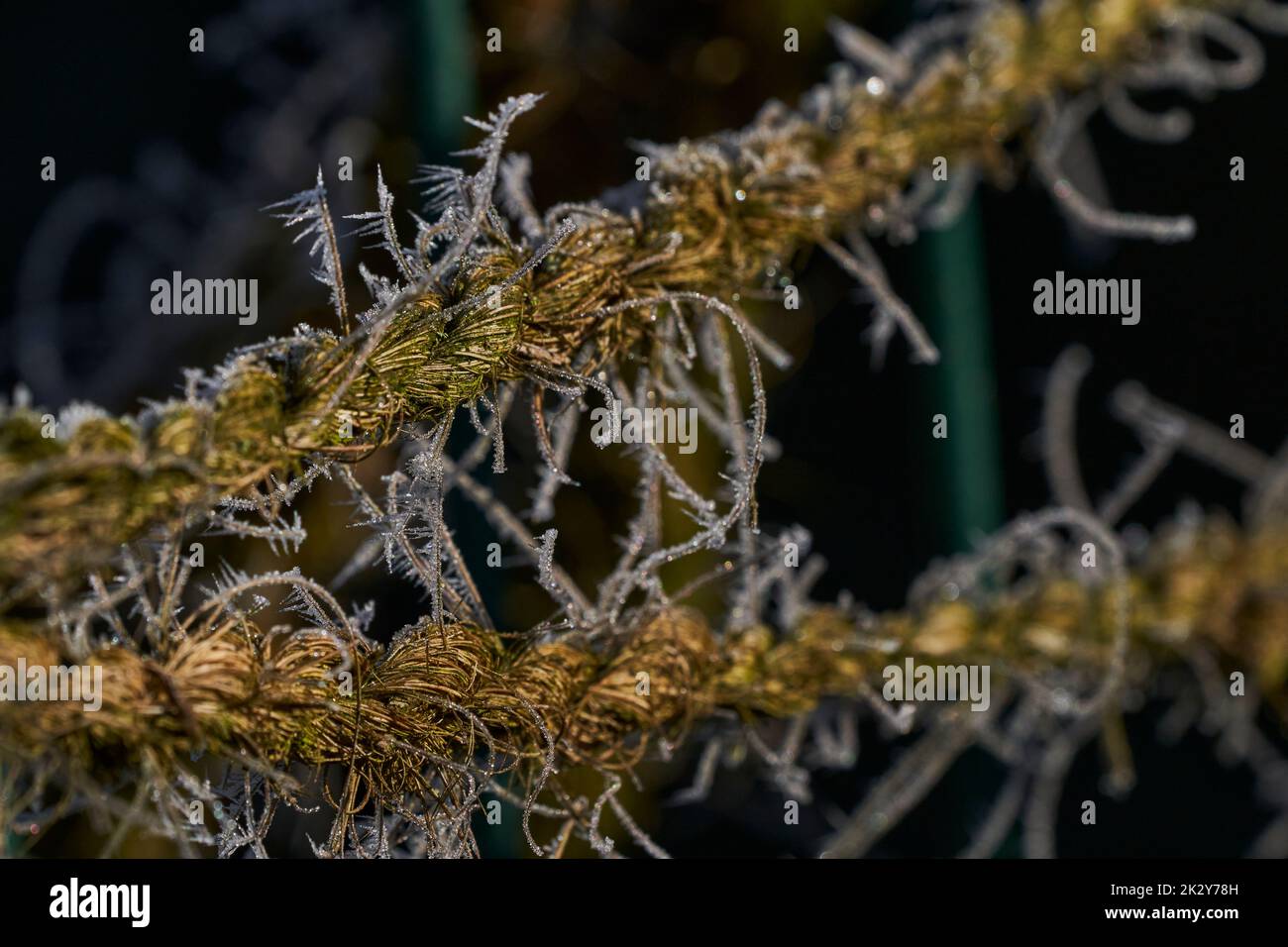 Hoar frost, also hoarfrost, radiation frost, or pruina, are white ice ...