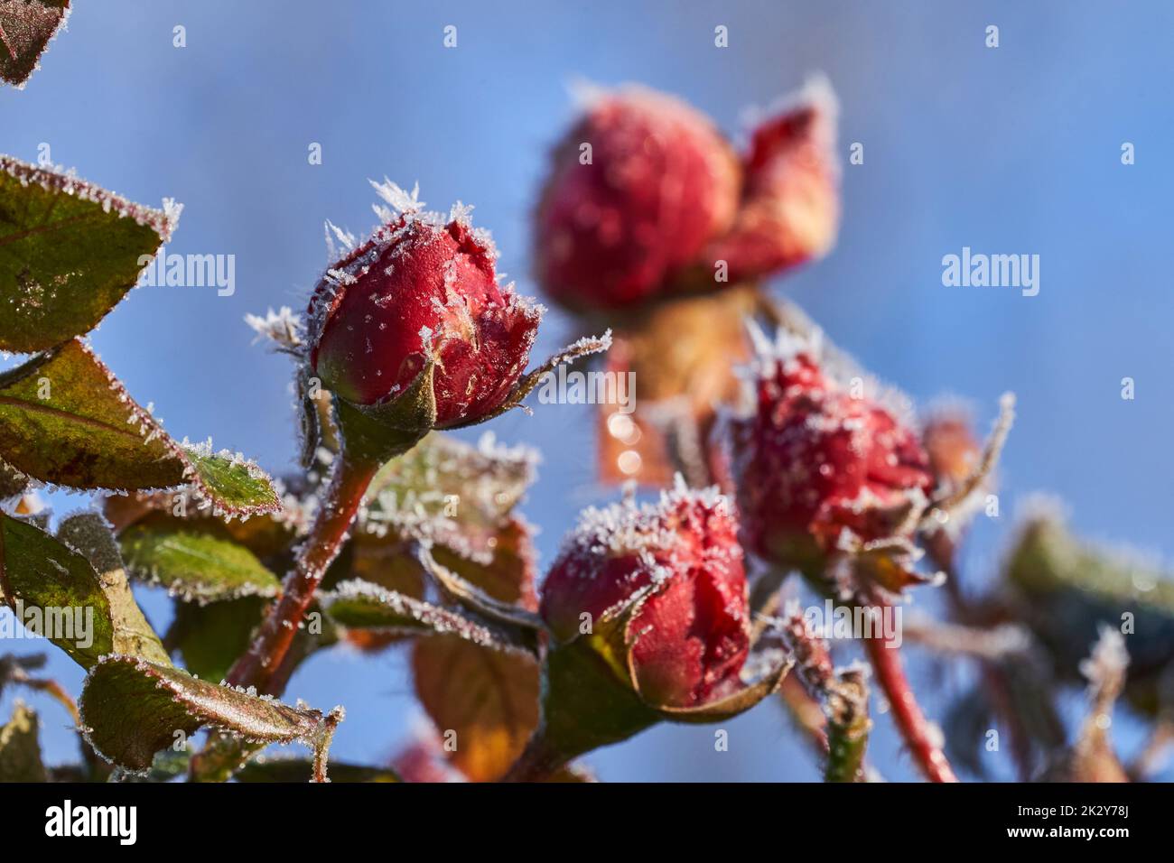 Hoar frost on beautiful red roses. Also hoarfrost, radiation frost, or ...