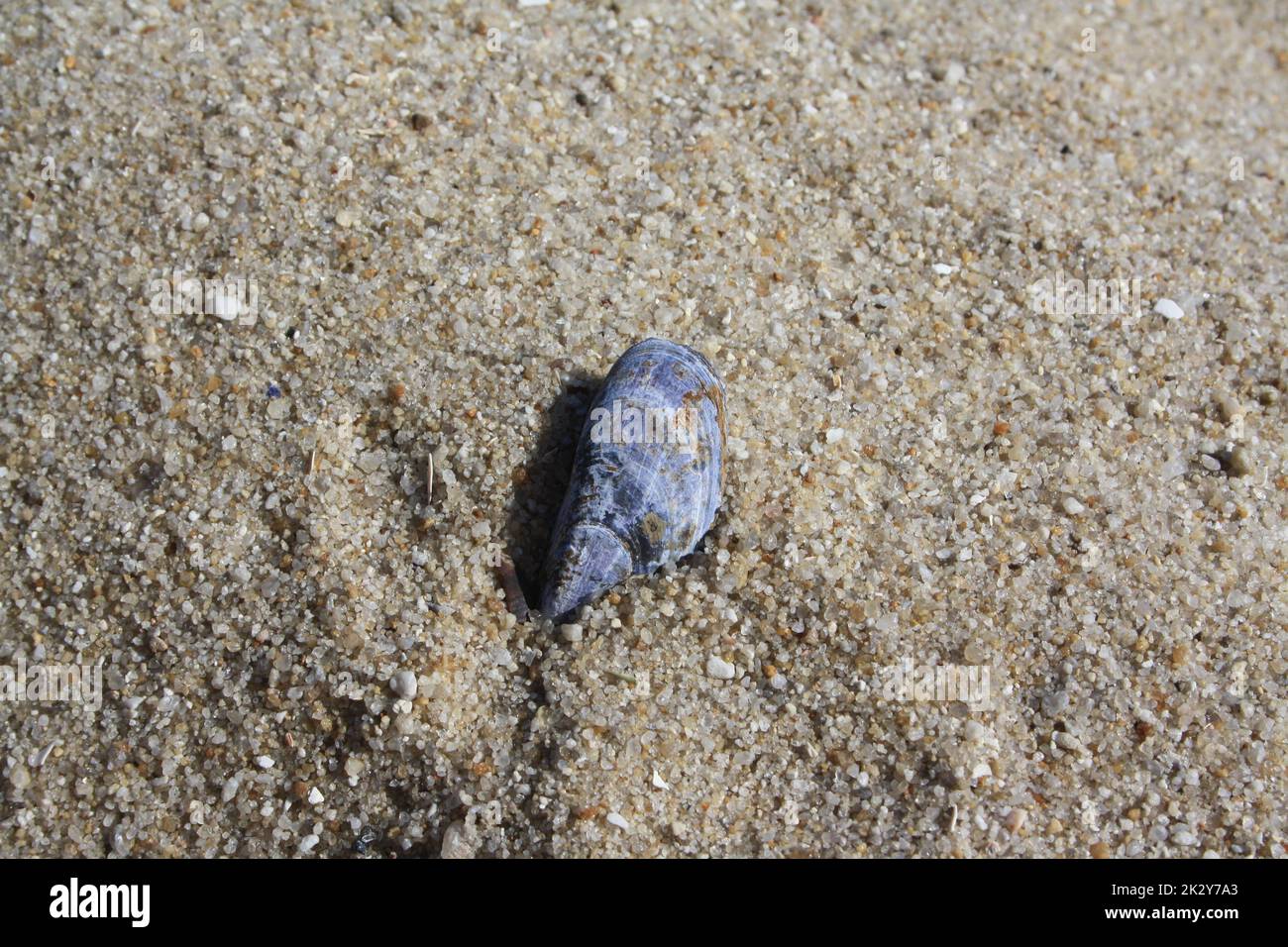 Mussel shell texture hi-res stock photography and images - Alamy