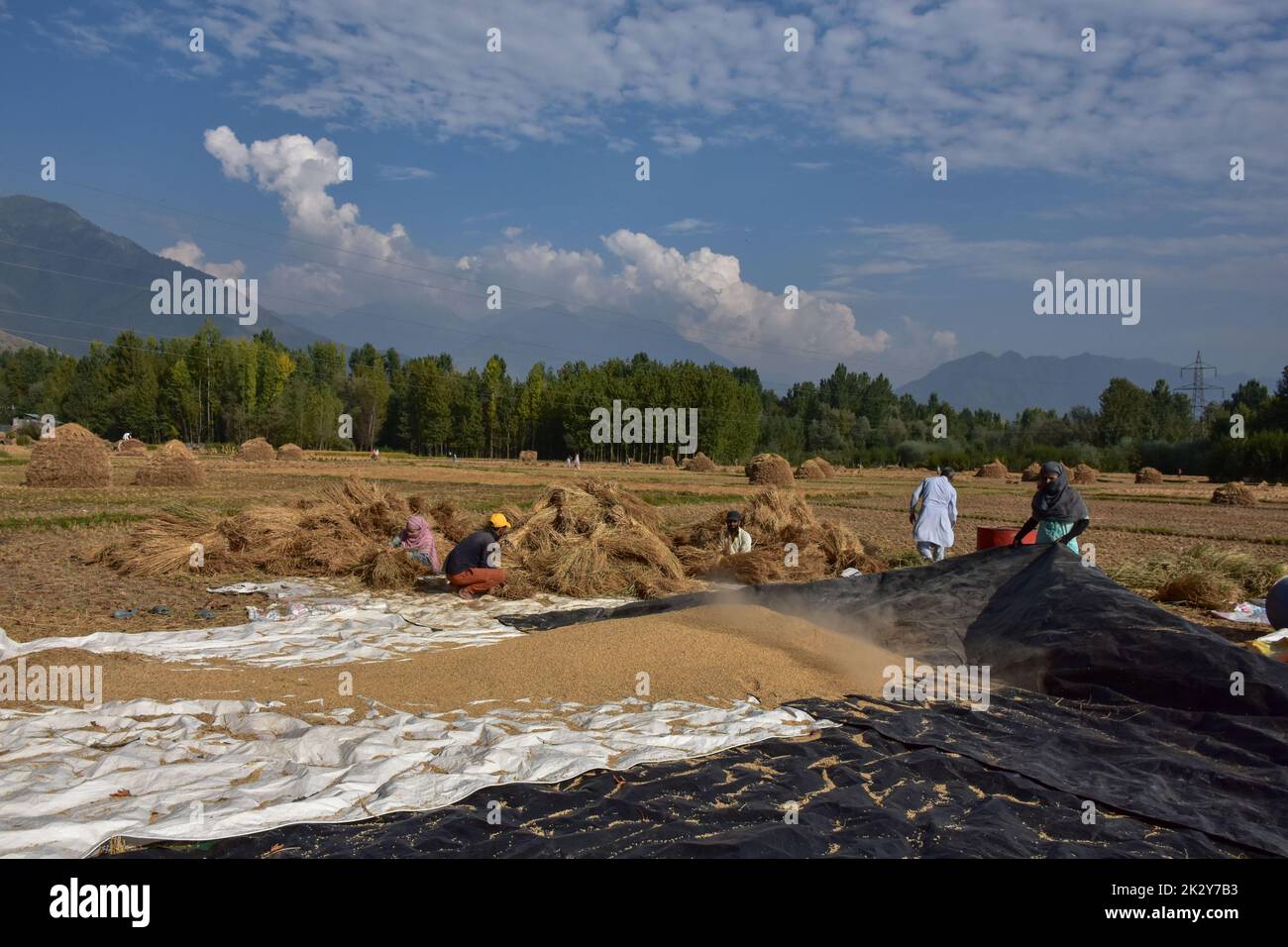 Srinagar, India. 23rd Sep, 2022. Kashmiri farmers work at a rice field ...