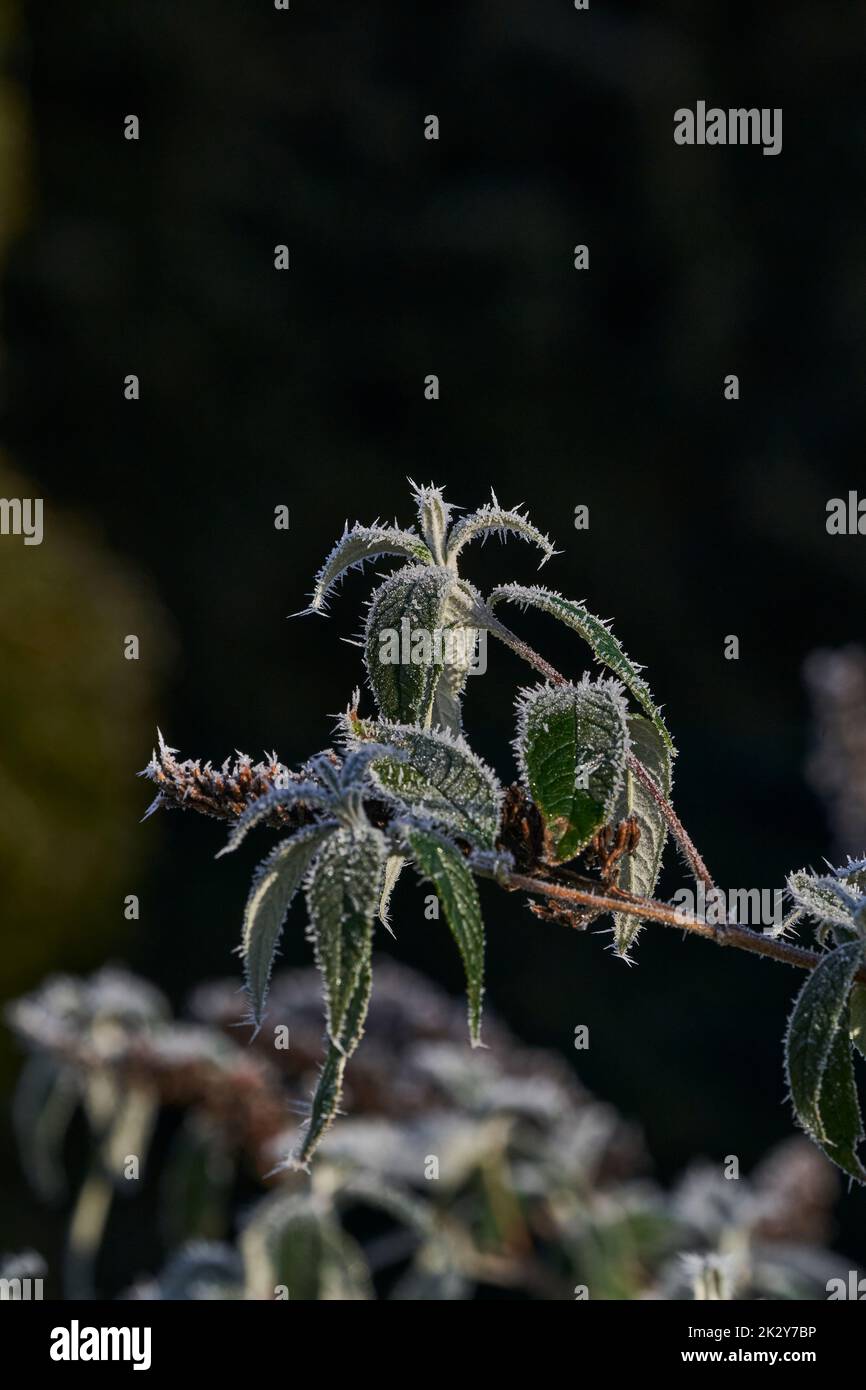 Hoar frost, also hoarfrost, radiation frost, or pruina, are white ice ...