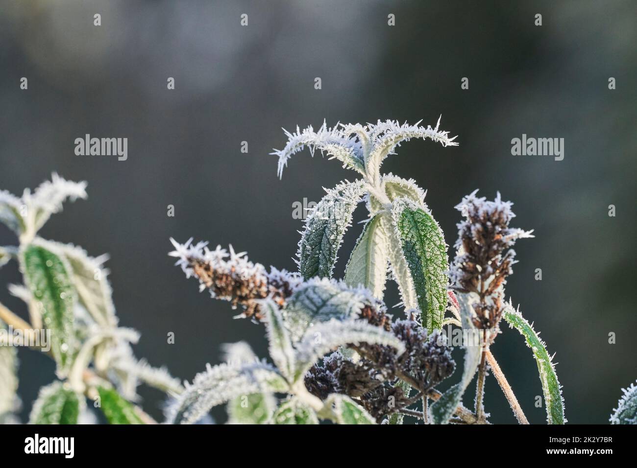 Hoar frost, also hoarfrost, radiation frost, or pruina, are white ice ...