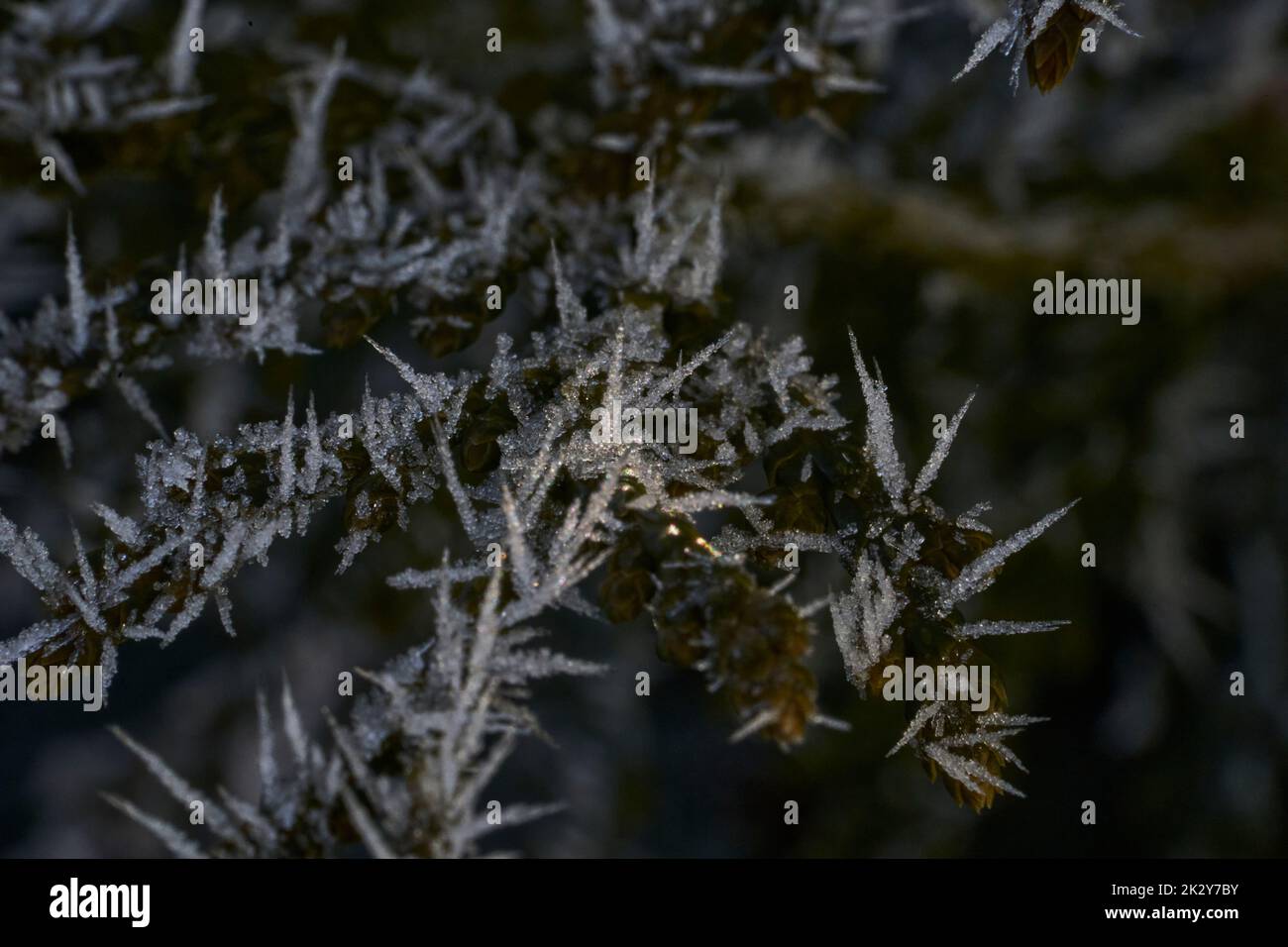 Hoar frost, also hoarfrost, radiation frost, or pruina, are white ice ...