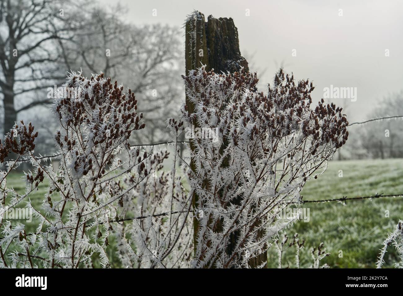 Hoar frost, also hoarfrost, radiation frost, or pruina, are white ice ...
