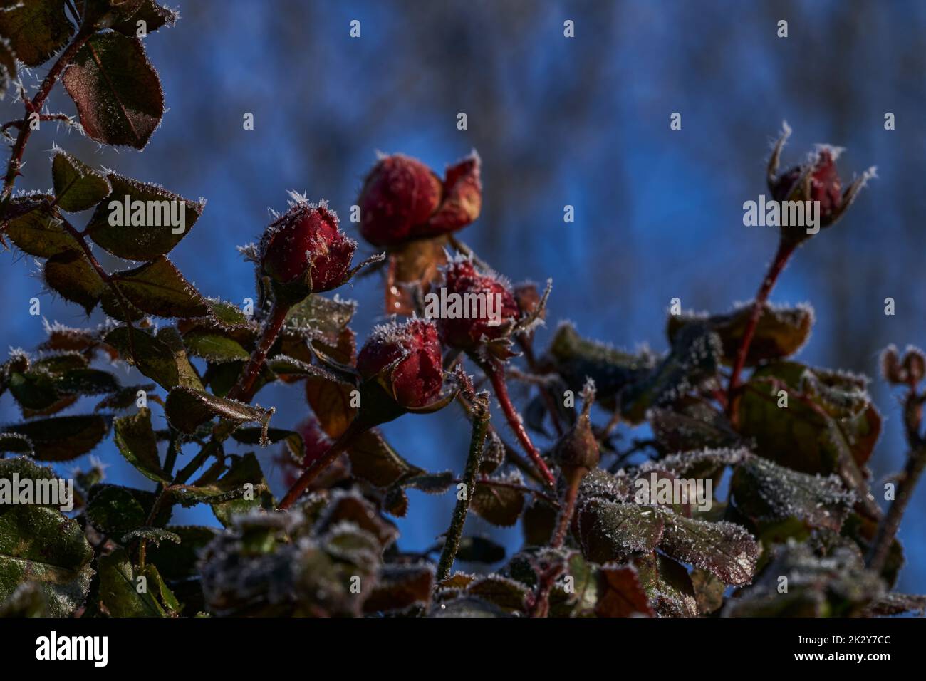 Rose e spine hi-res stock photography and images - Alamy