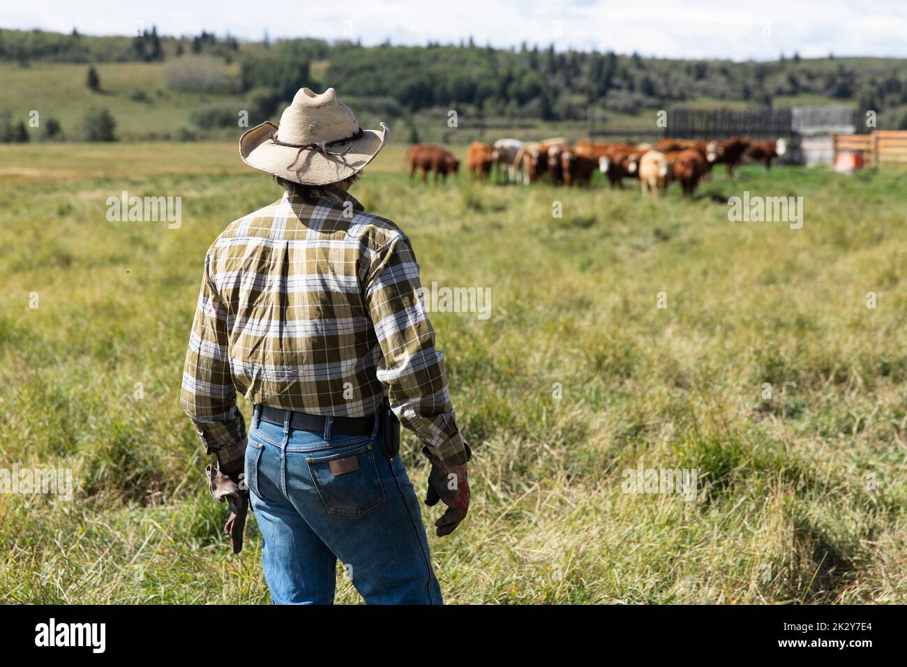Ranch field hi-res stock photography and images - Alamy