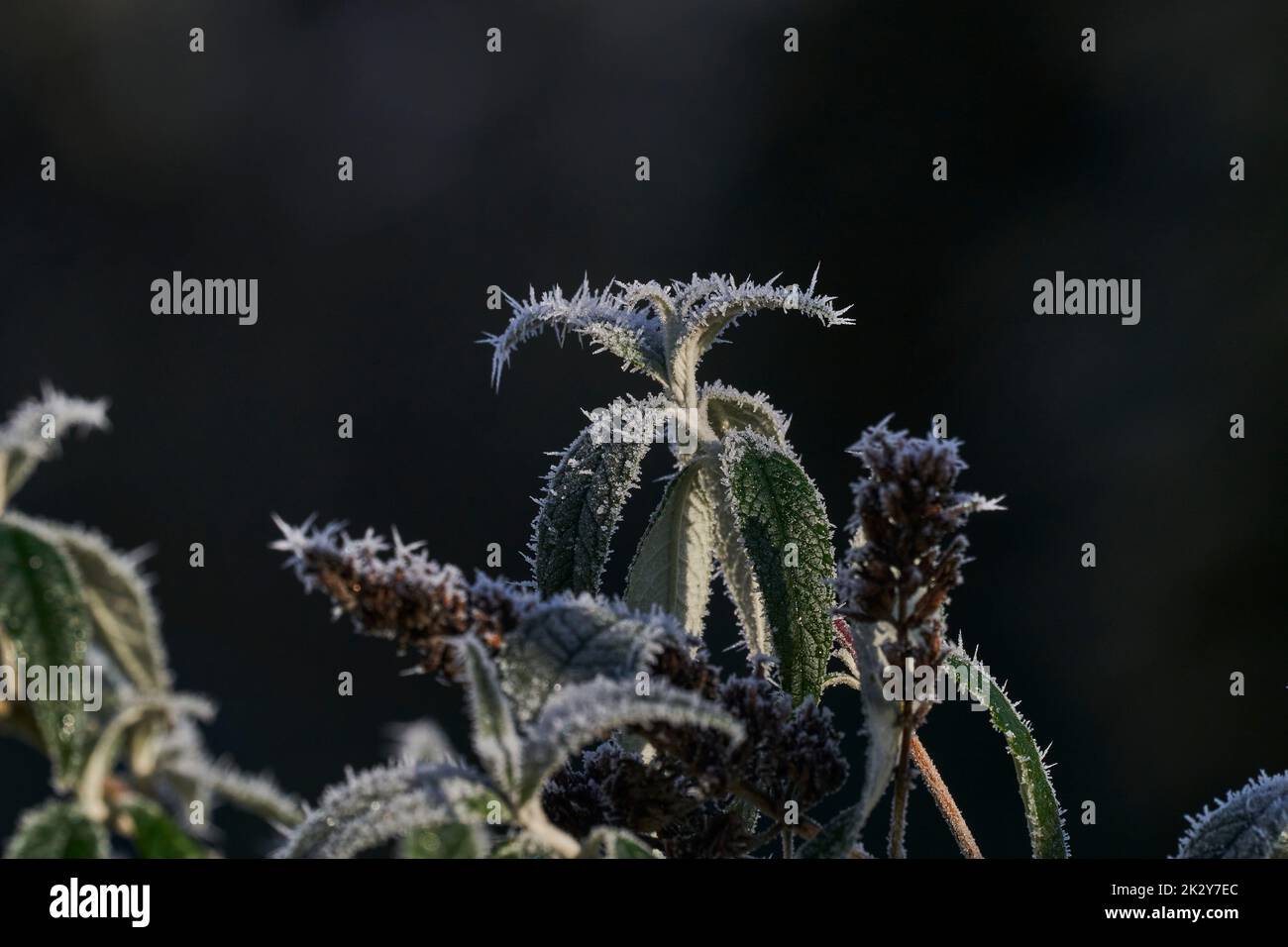 Exposed spine hi-res stock photography and images - Alamy