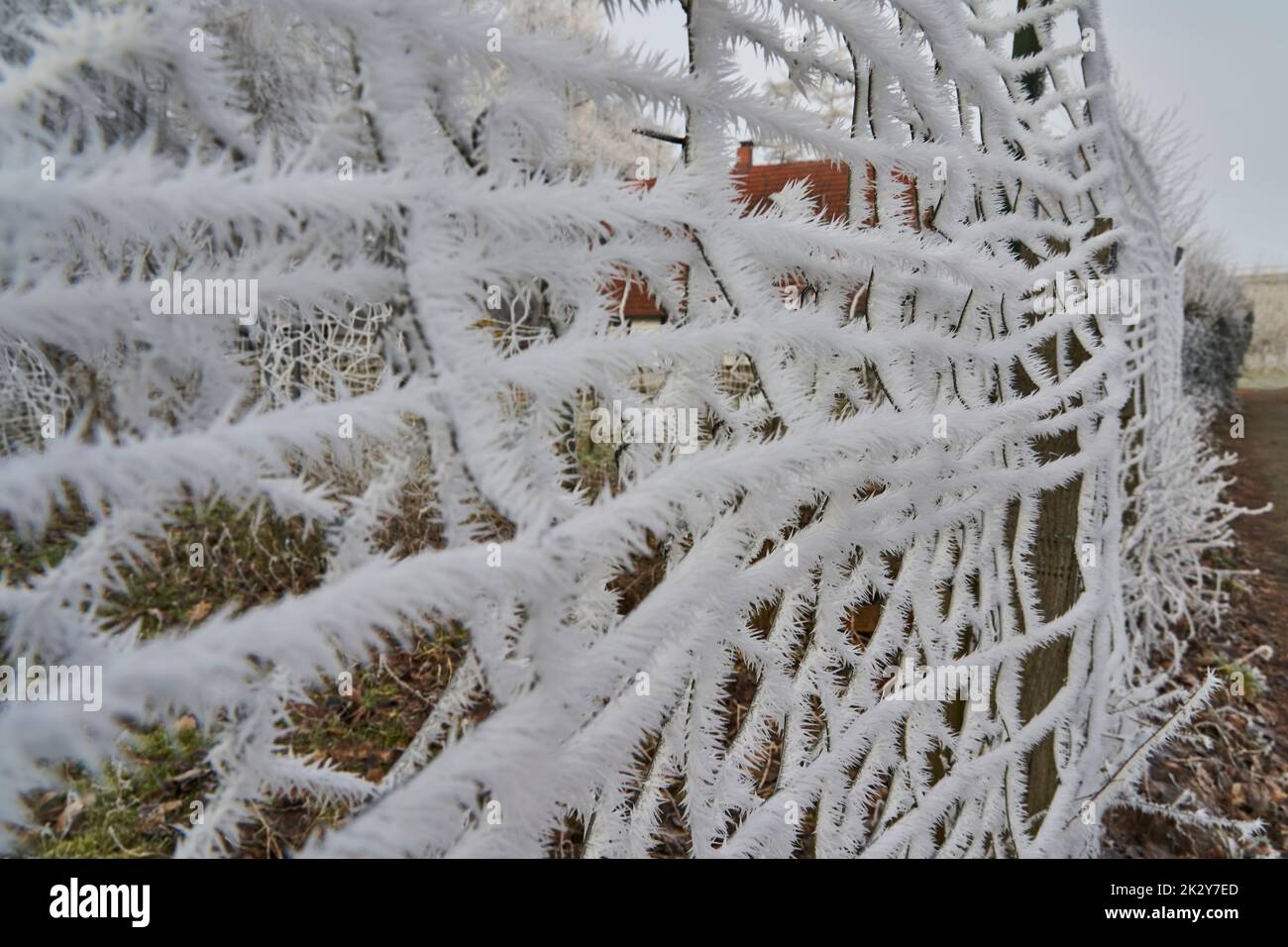 Hoar frost, also hoarfrost, radiation frost, or pruina, are white ice ...