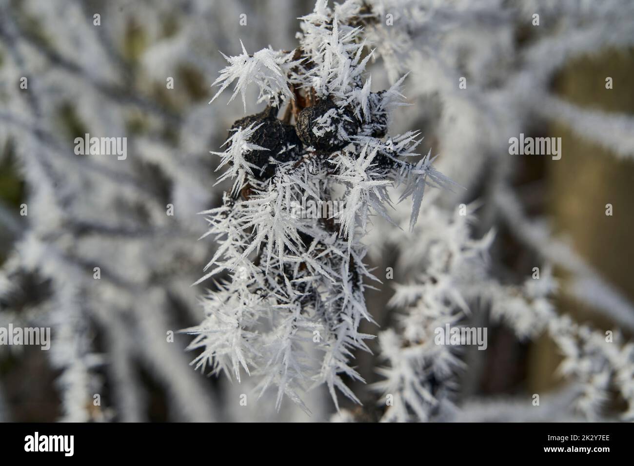 Hoar frost, also hoarfrost, radiation frost, or pruina, are white ice ...