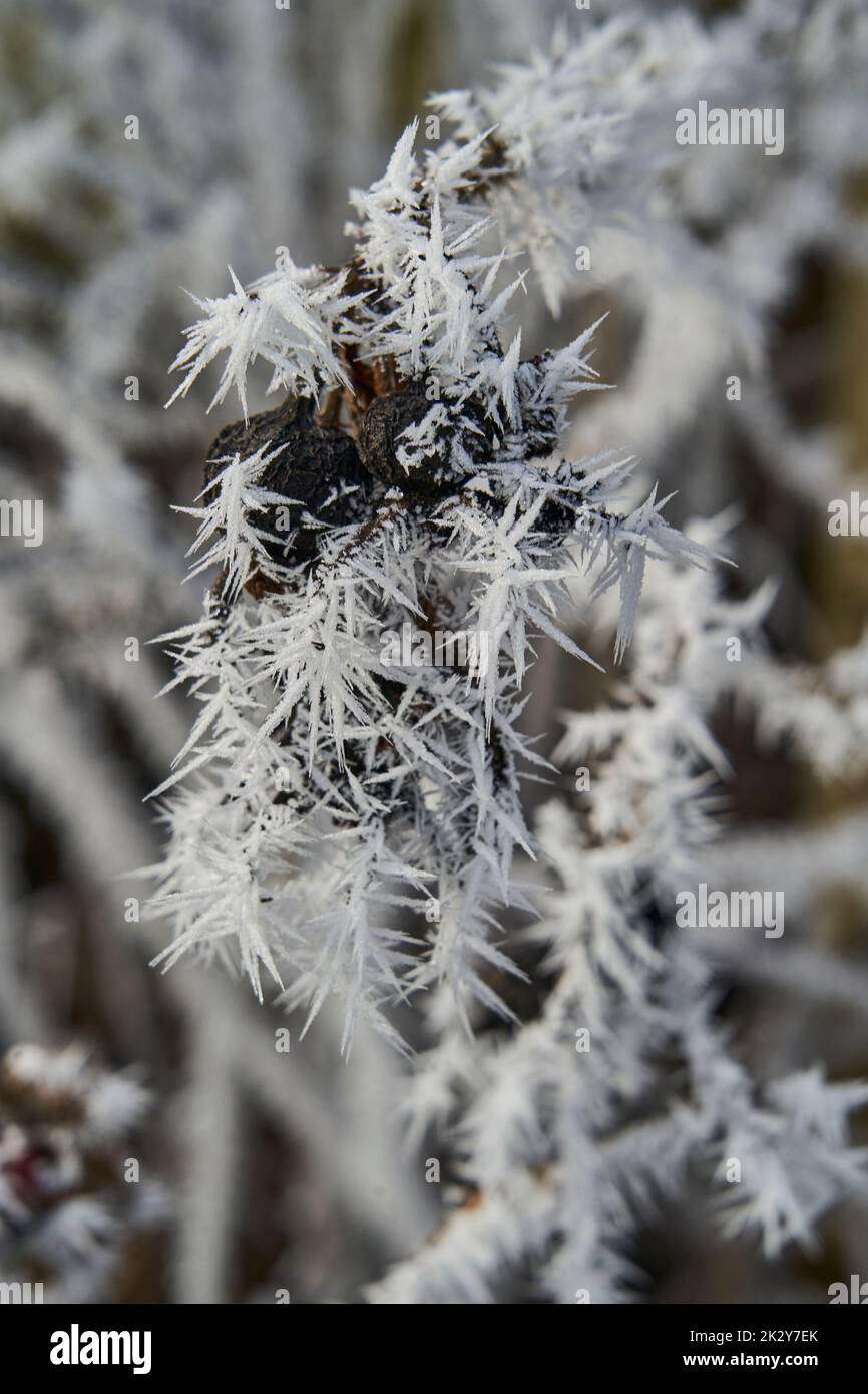 Hoar frost, also hoarfrost, radiation frost, or pruina, are white ice ...
