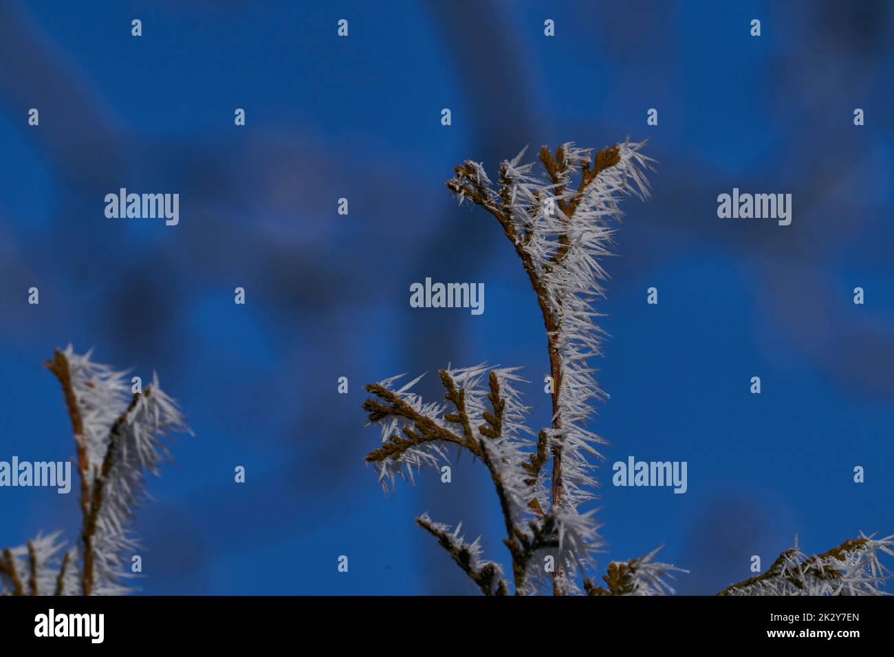 Hoar frost, also hoarfrost, radiation frost, or pruina, are white ice ...
