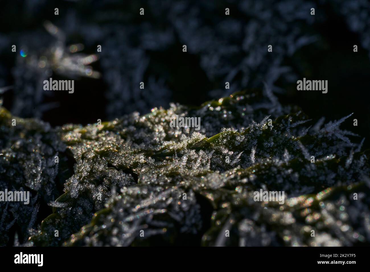 Hoar frost, also hoarfrost, radiation frost, or pruina, are white ice ...