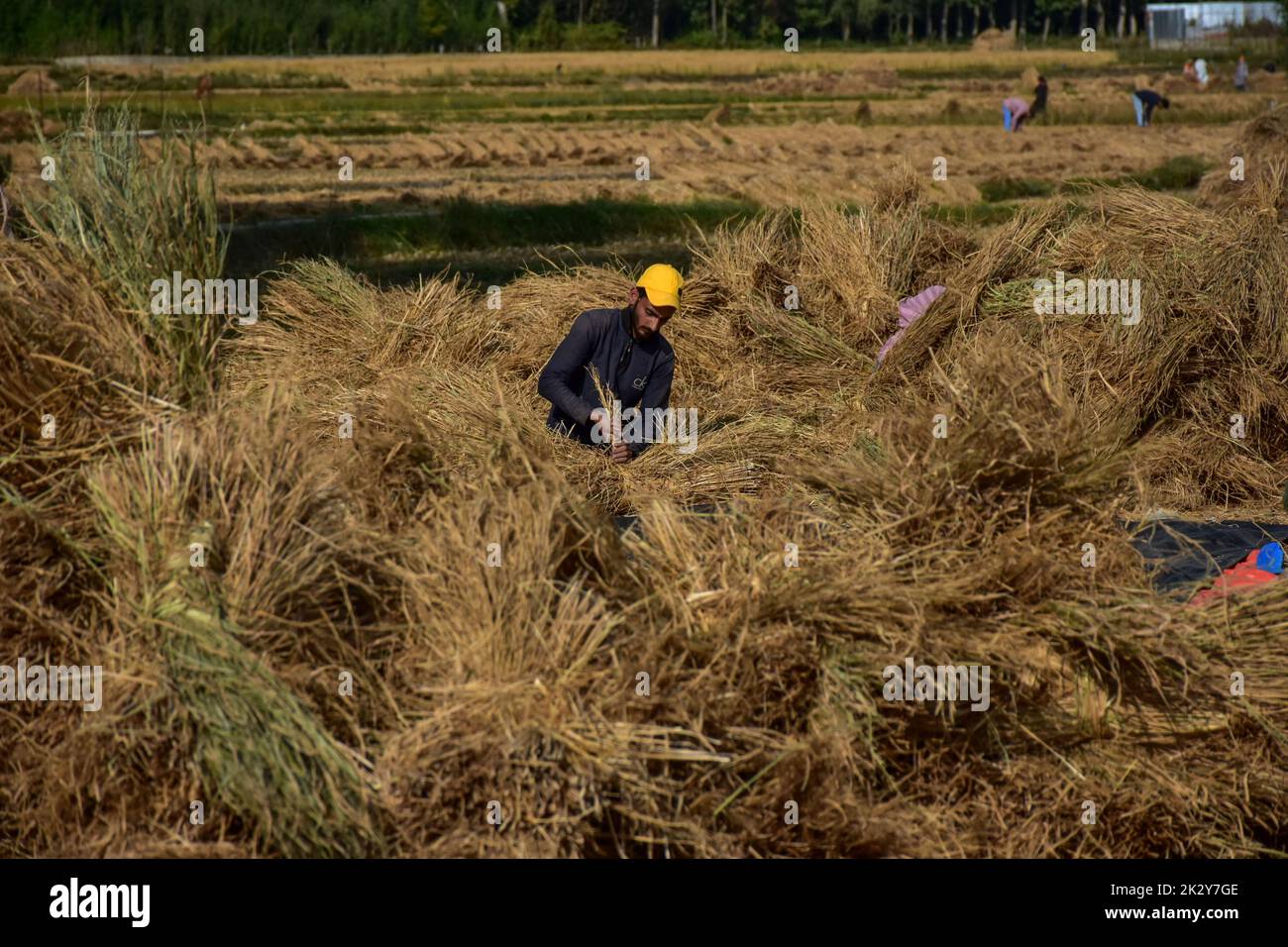 Srinagar, India. 23rd Sep, 2022. A Kashmiri farmer harvests rice at a ...