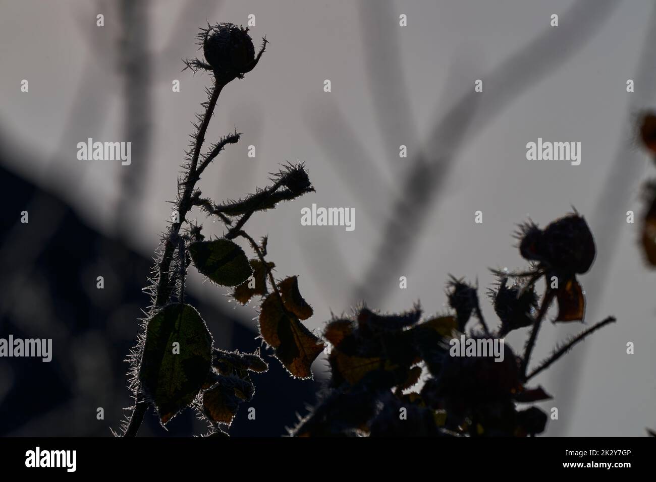 Frost roses hi-res stock photography and images - Alamy