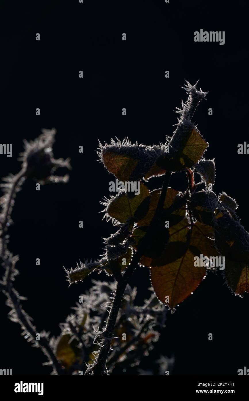 Hoar frost, also hoarfrost, radiation frost, or pruina, are white ice ...