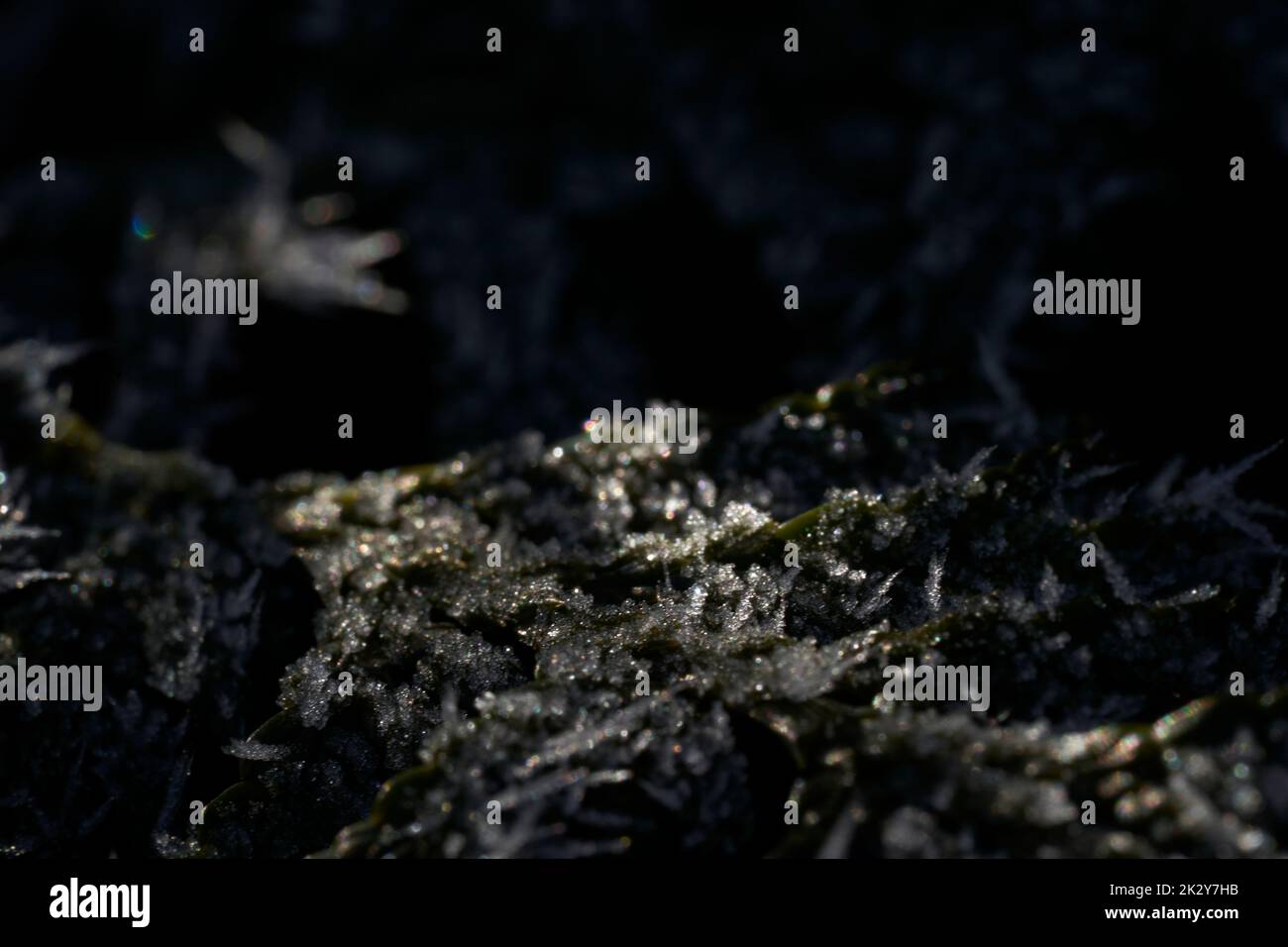 Hoar frost, also hoarfrost, radiation frost, or pruina, are white ice ...