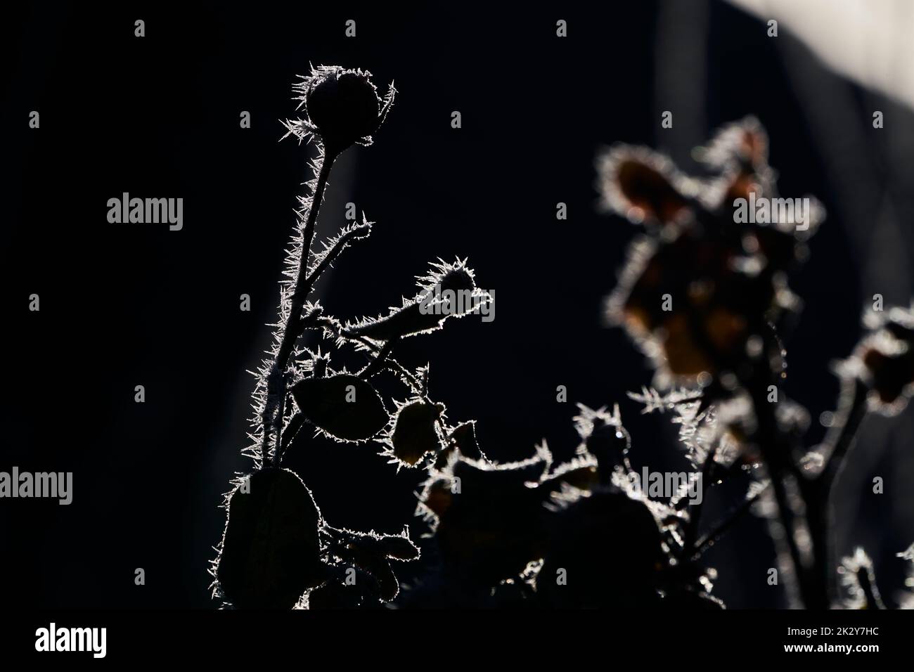 Hoar frost on beautiful red roses. Also hoarfrost, radiation frost, or ...