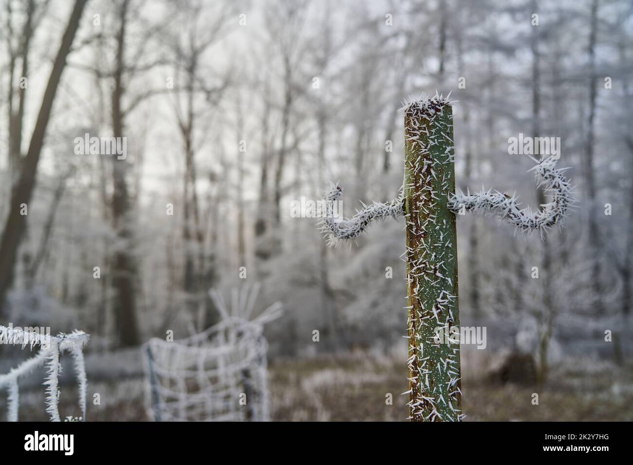 Hoar frost, also hoarfrost, radiation frost, or pruina, are white ice ...