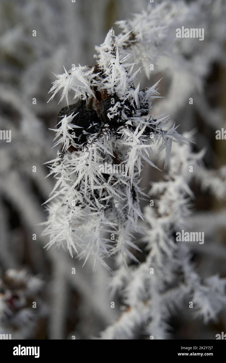 Hoar frost, also hoarfrost, radiation frost, or pruina, are white ice ...