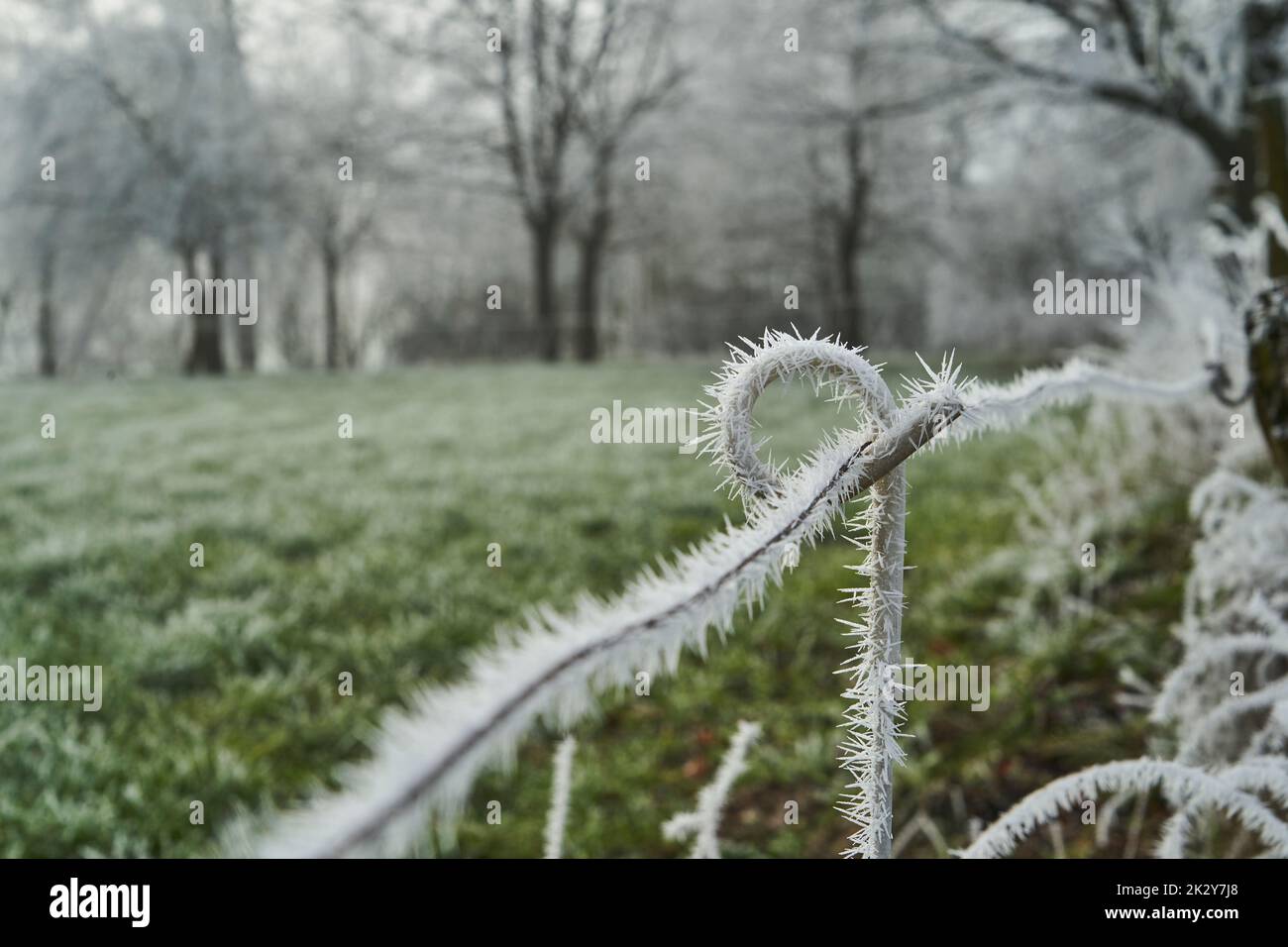 Hoar frost, also hoarfrost, radiation frost, or pruina, are white ice ...