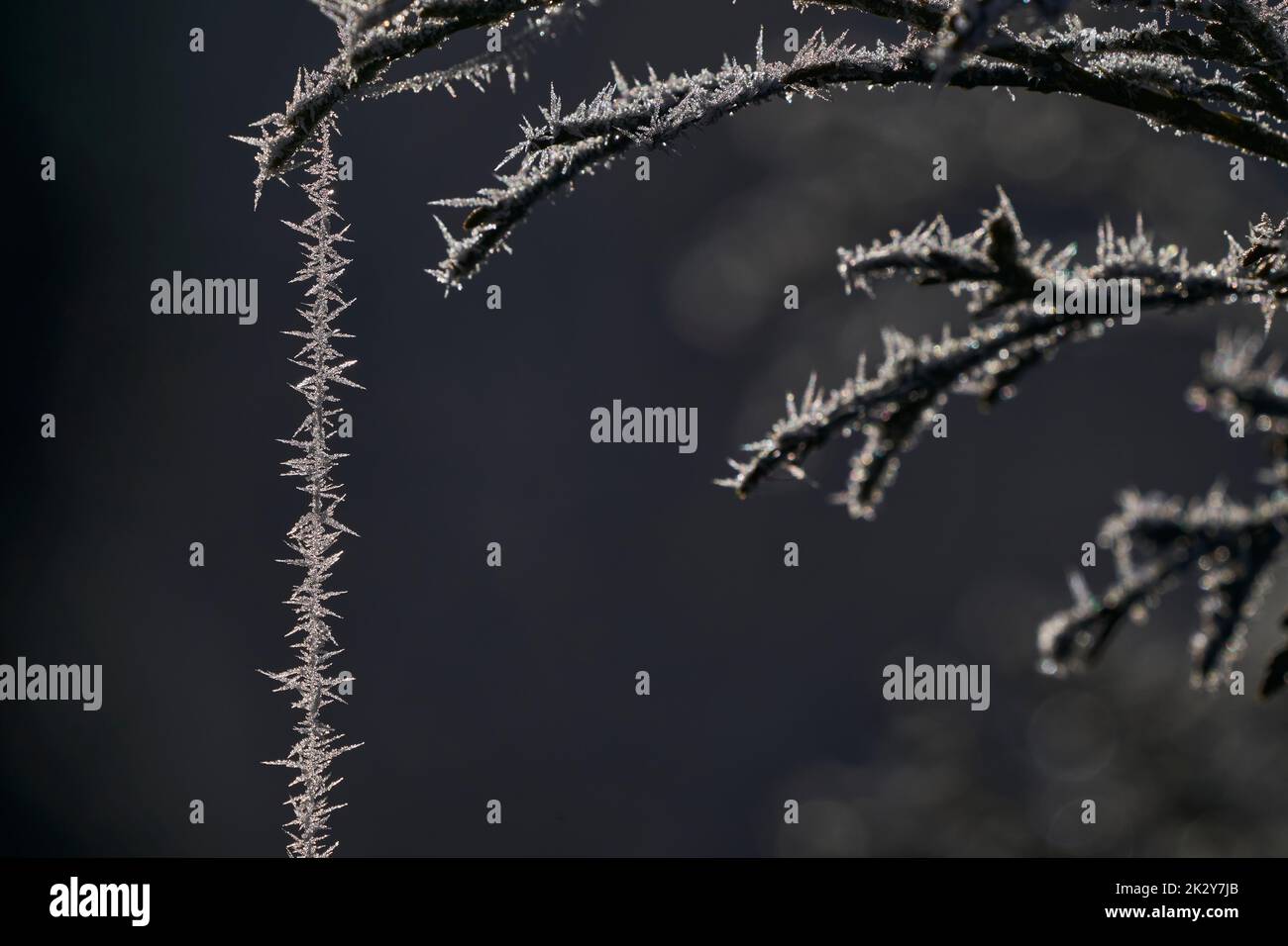 Frost on spider web hi-res stock photography and images - Alamy