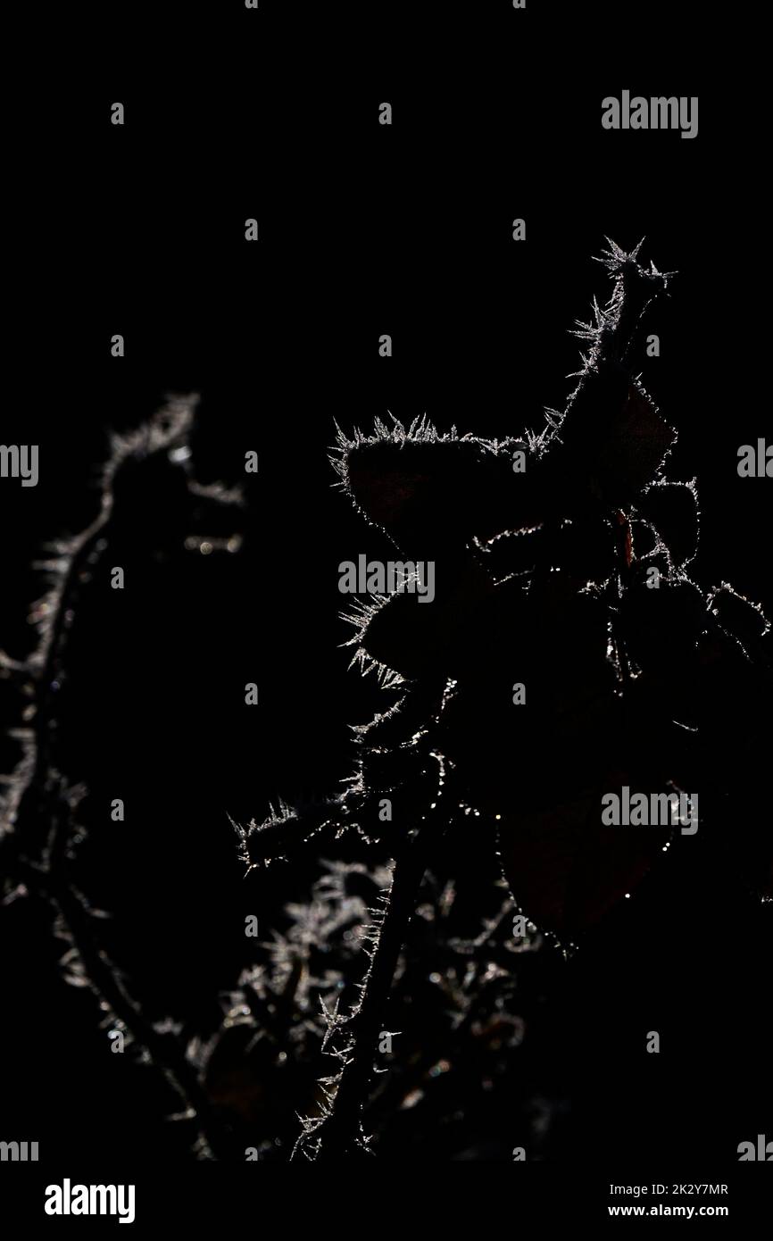 Hoar frost, also hoarfrost, radiation frost, or pruina, are white ice ...