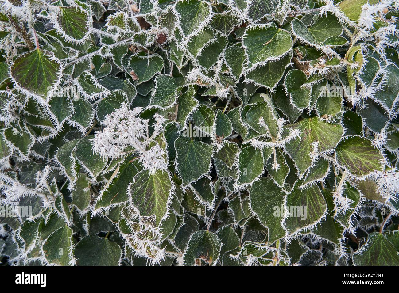 Hoar frost, also hoarfrost, radiation frost, or pruina, are white ice ...