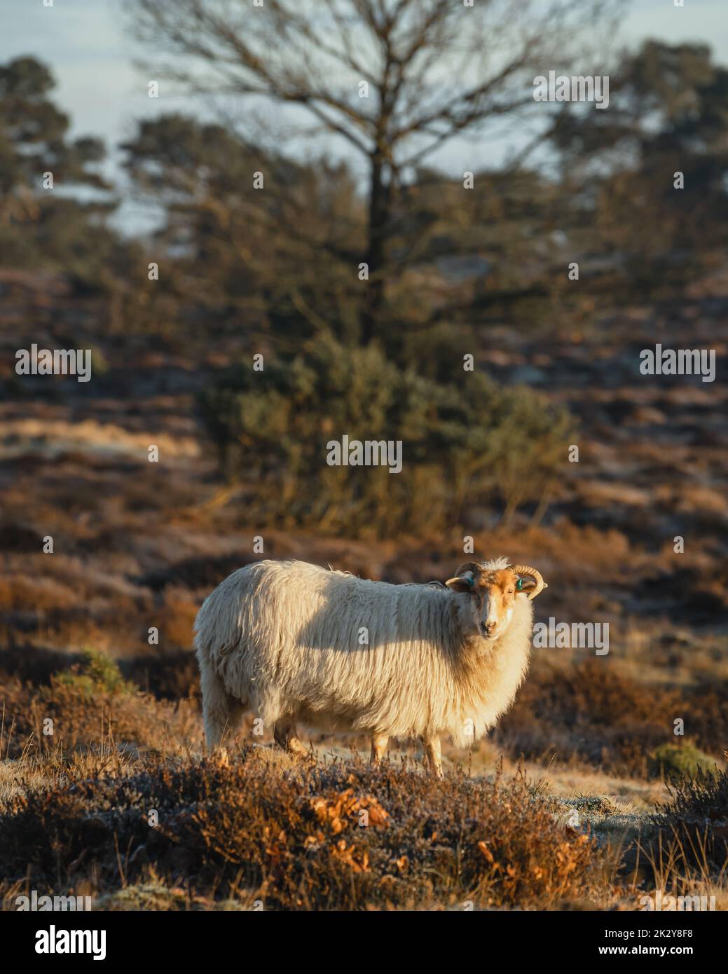 Sheep in morning sunlight in the nature in 2022 Stock Photo - Alamy