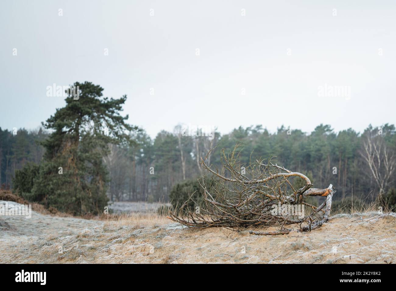 Tree on sand in nature in the morning during sunrise Stock Photo - Alamy