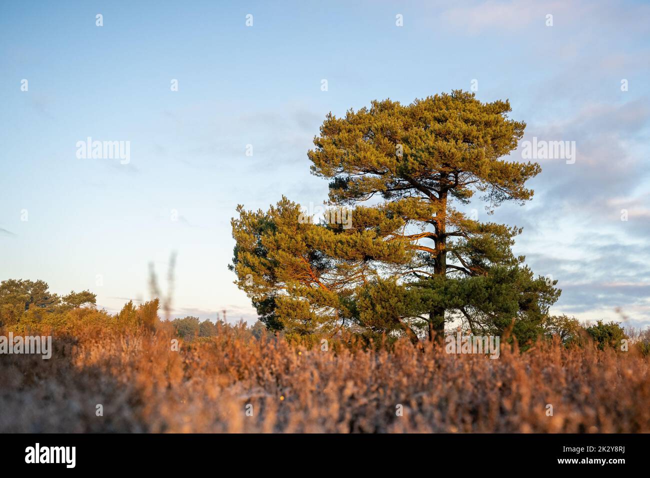 Tree with heather in Morning Sun in The Netherlands Stock Photo - Alamy