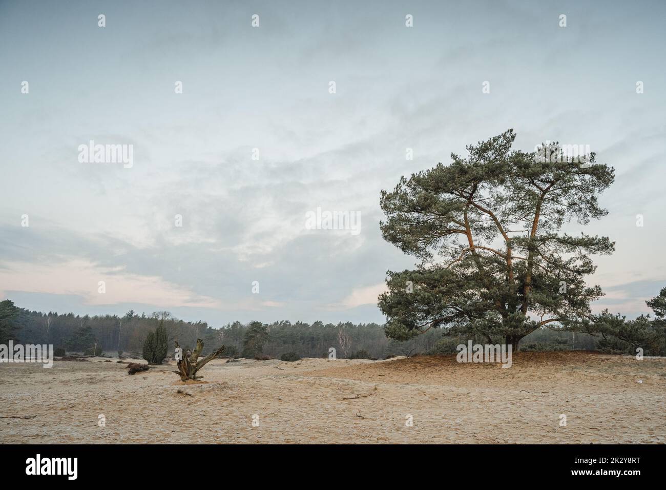 Tree on sand hi-res stock photography and images - Alamy