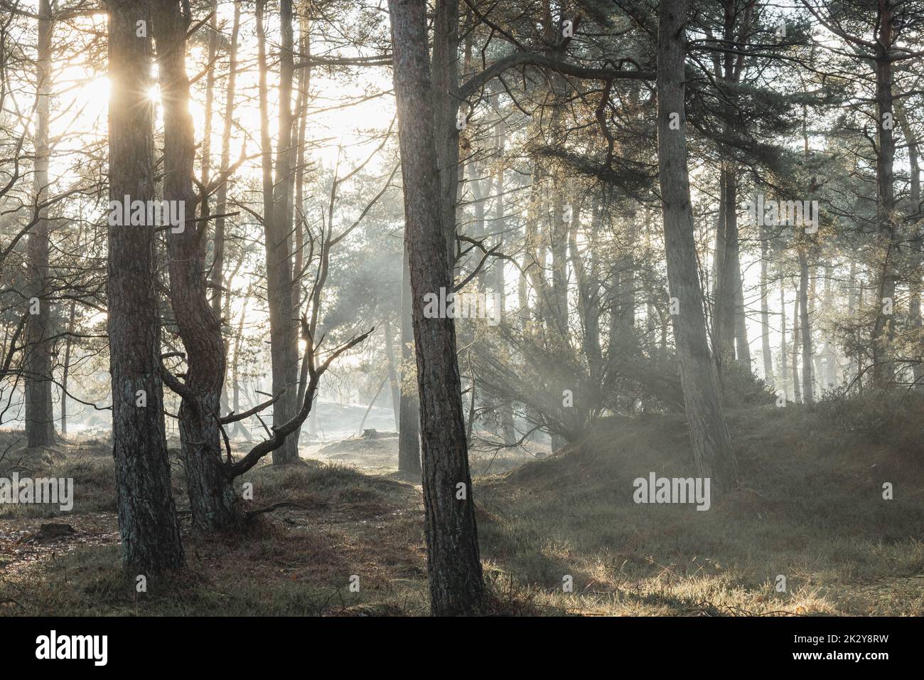 Sunlight summer mist hi-res stock photography and images - Alamy