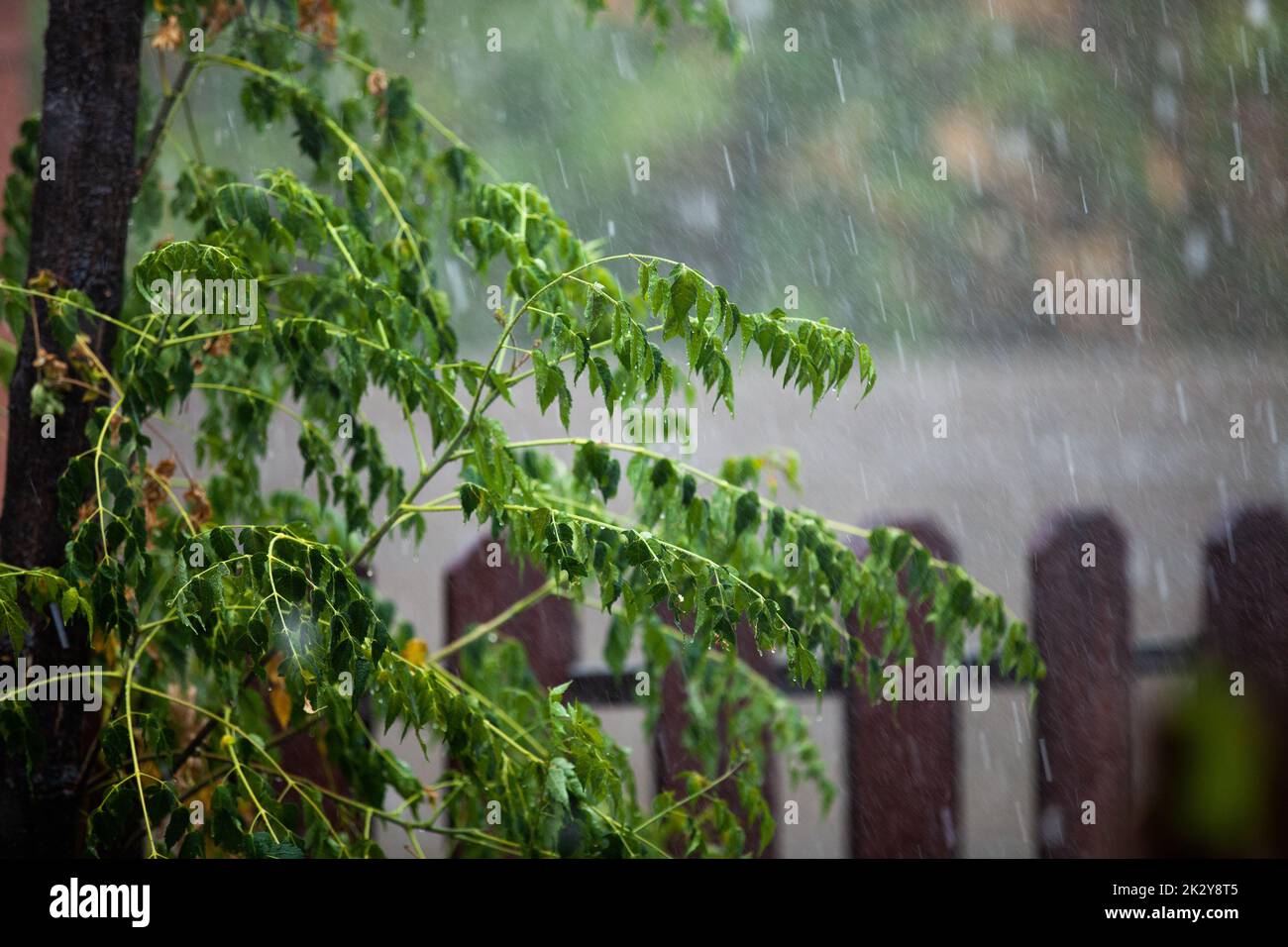 The raindrops falling on the green tree branches before the wooden ...