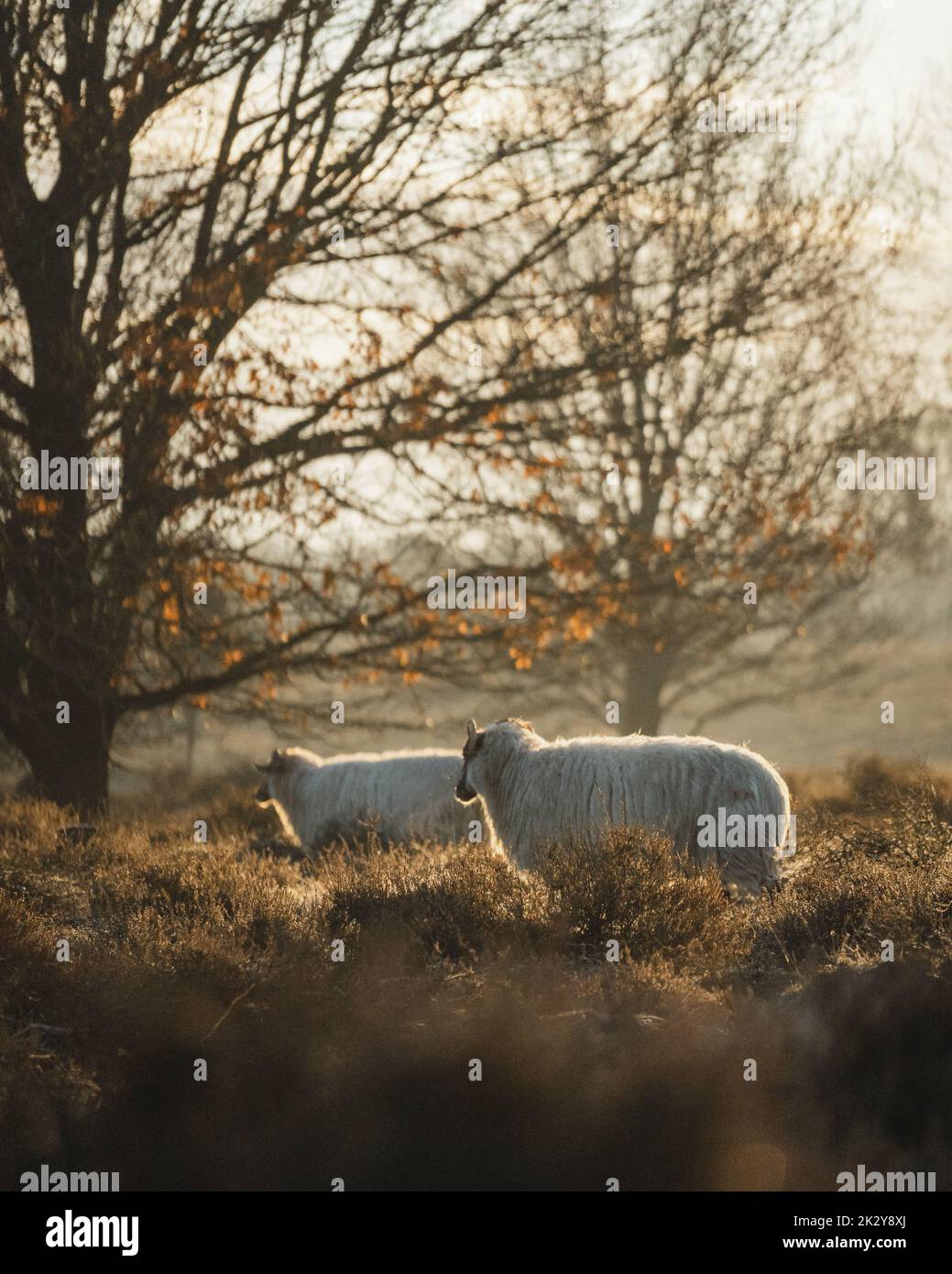 Sheep in morning sunlight in the nature in 2022 Stock Photo - Alamy