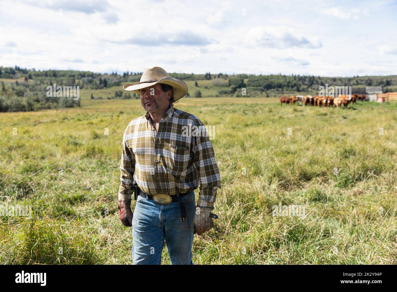 Cattle on the farm hi-res stock photography and images - Alamy