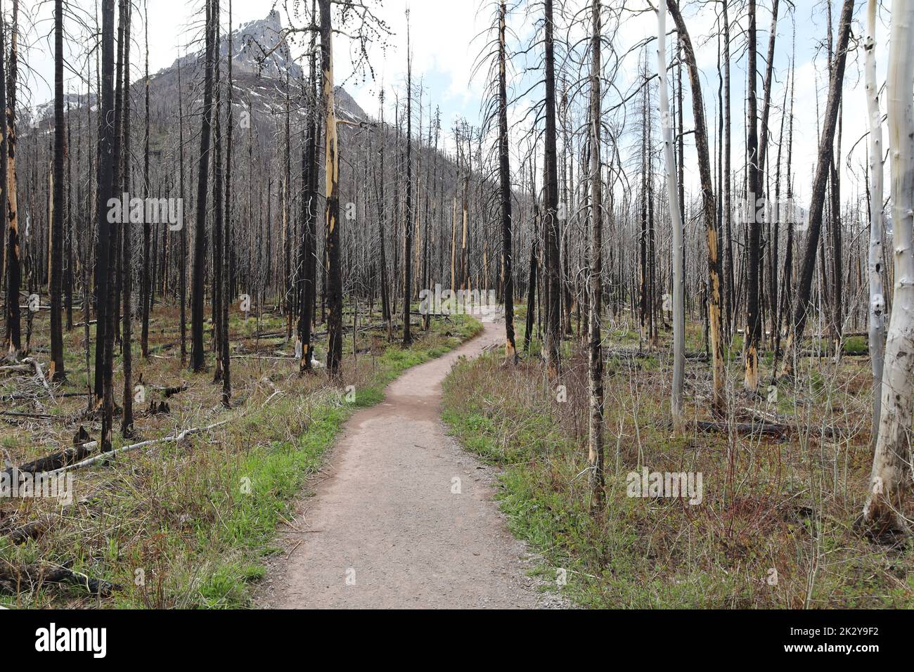 A walking path between leafless trees in the daytime Stock Photo - Alamy