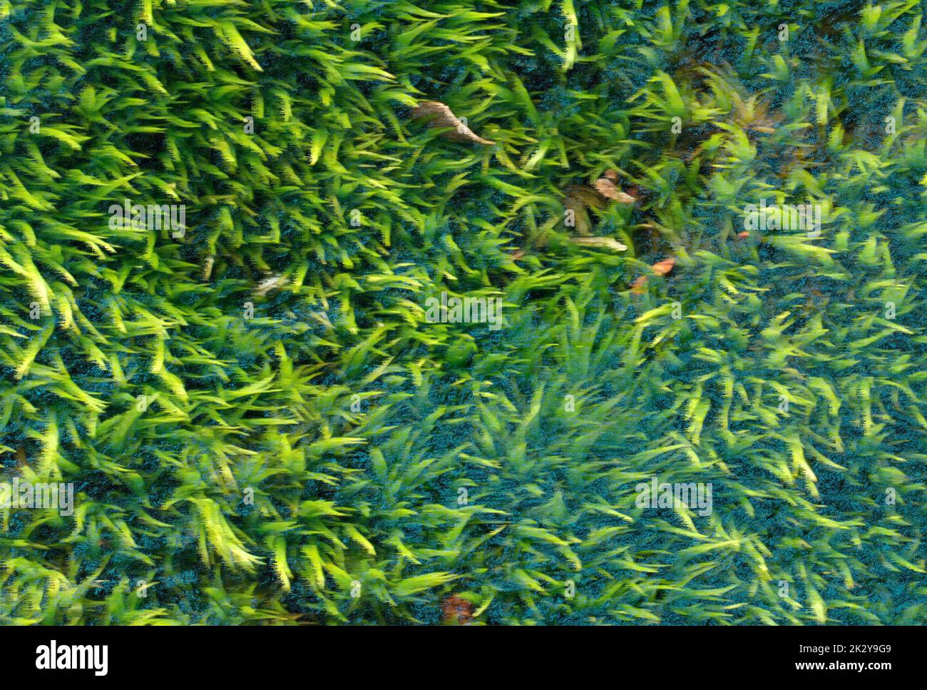 Abstract background with natural texture and irregular pattern Stock ...