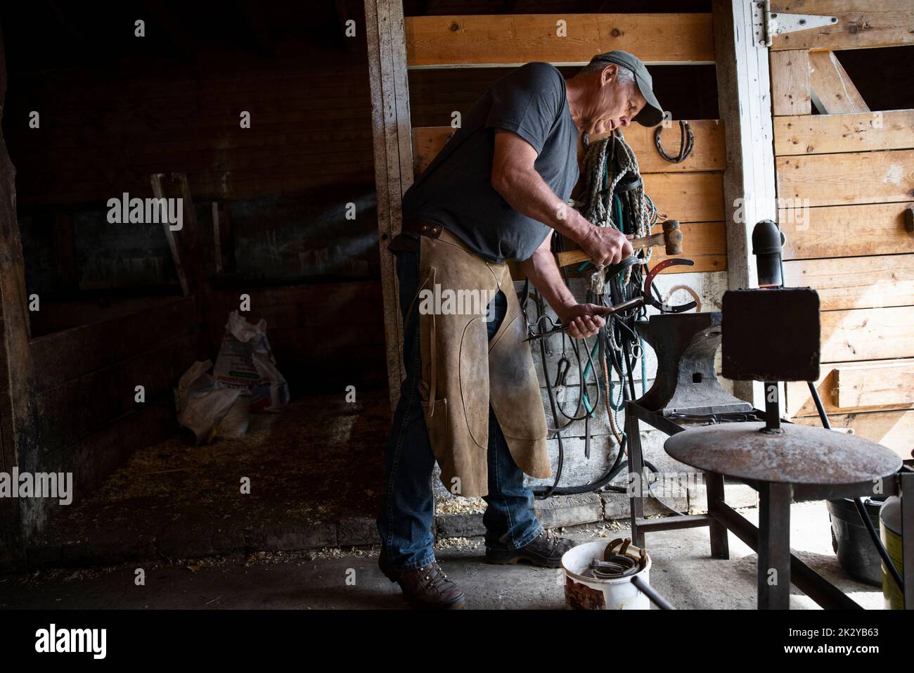 Farrier work horse in stable hi-res stock photography and images - Alamy