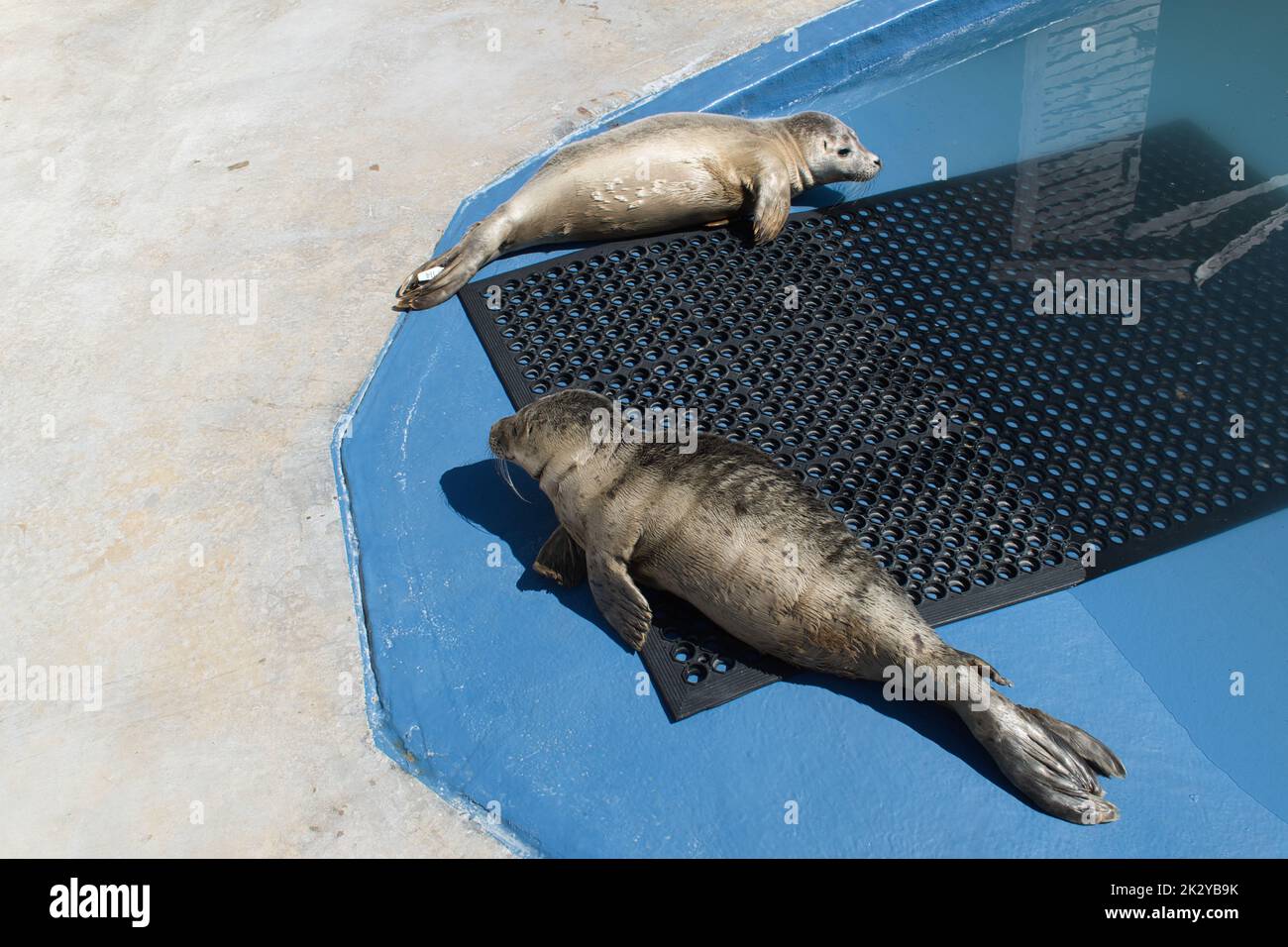 A high-angle shot of California sea lions lying on the black rubber mat ...