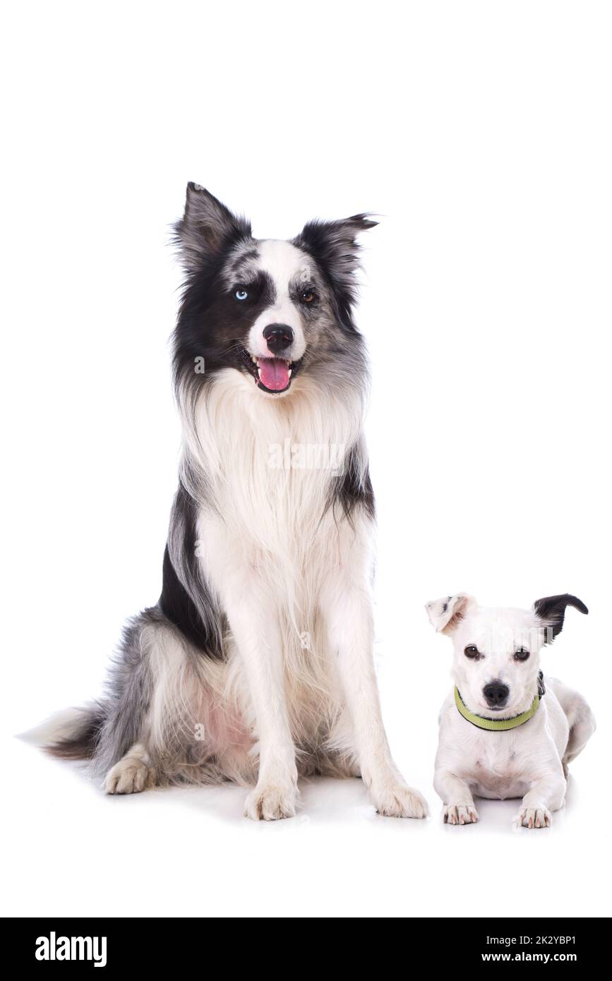 Two dogs isolated on white Stock Photo - Alamy