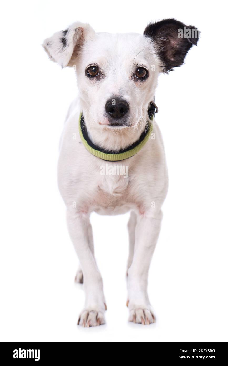 Small cross breed dog isolated on white Stock Photo - Alamy