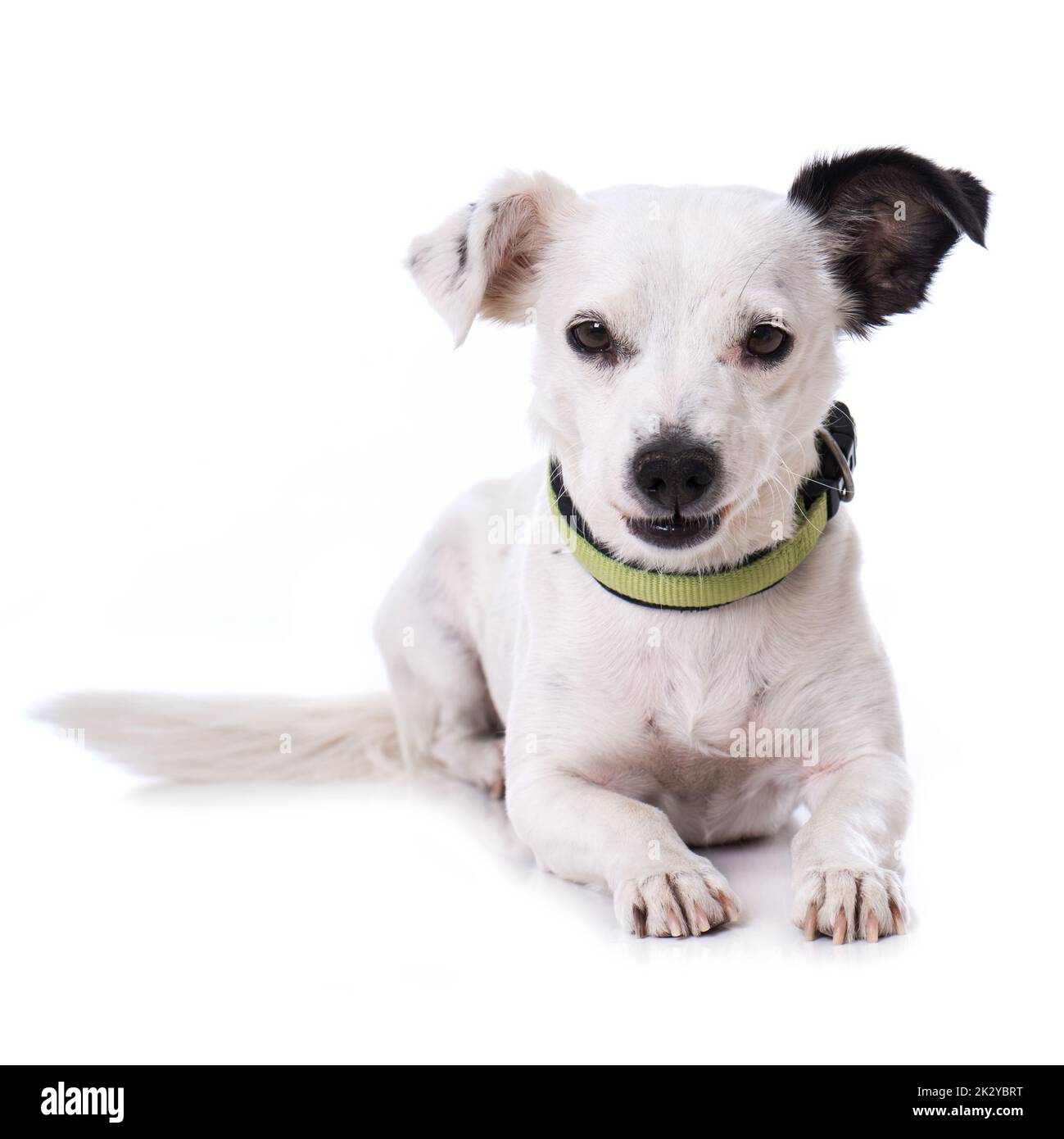 Small cross breed dog isolated on white Stock Photo - Alamy