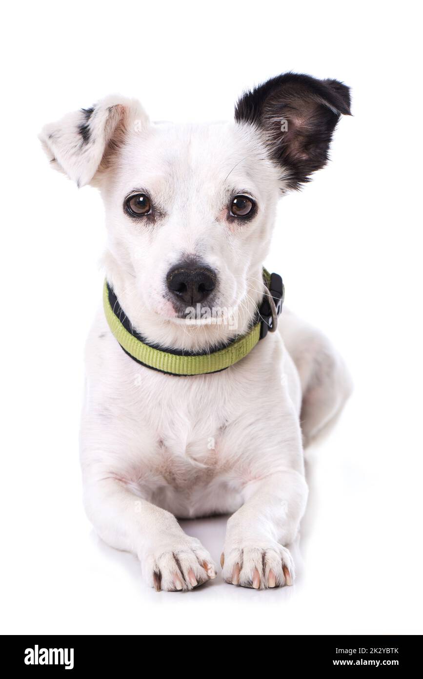 Small cross breed dog isolated on white Stock Photo - Alamy