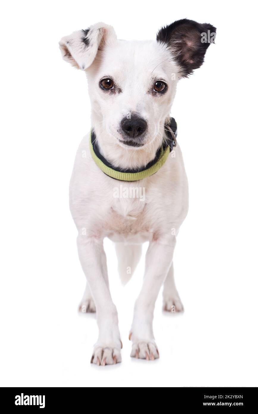 Small cross breed hi-res stock photography and images - Alamy