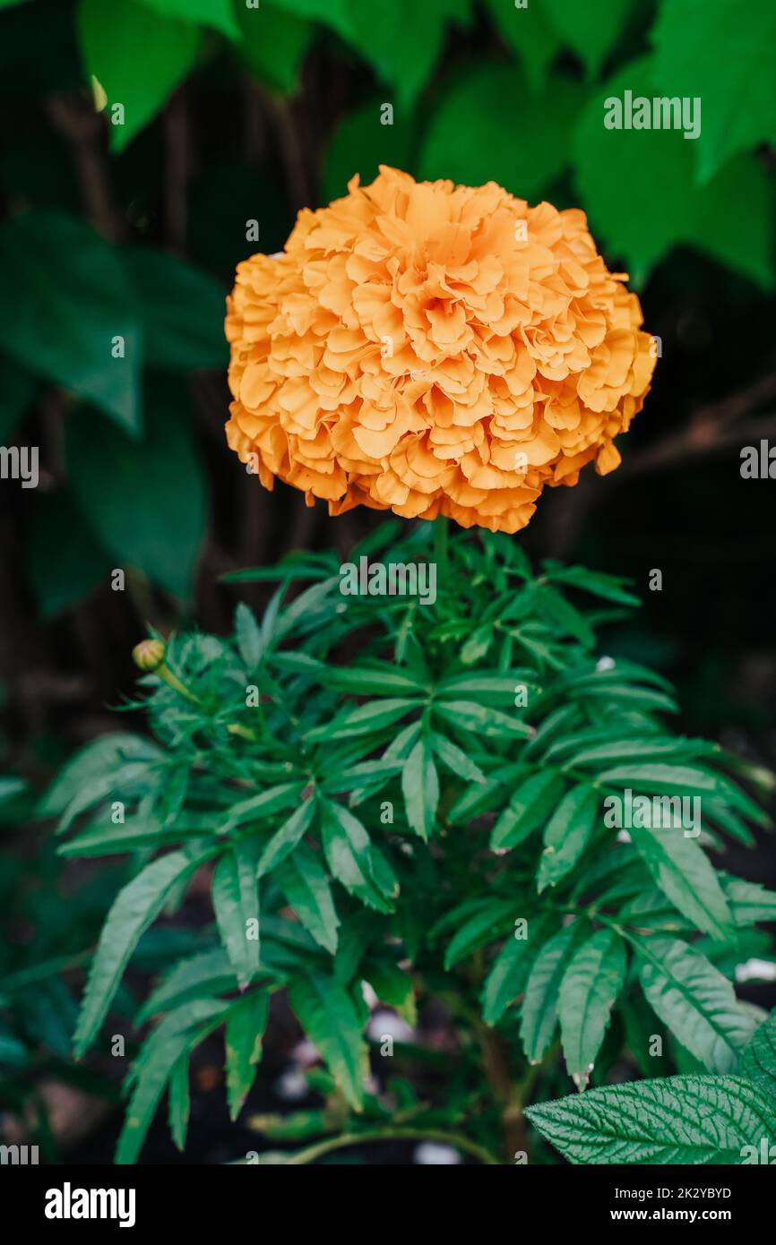 A vertical shot of Aztec marigolds blossoming in the garden Stock Photo ...