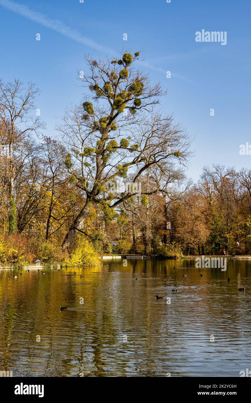 Golden autumn view in famous Munich relax place - Englischer Garten ...