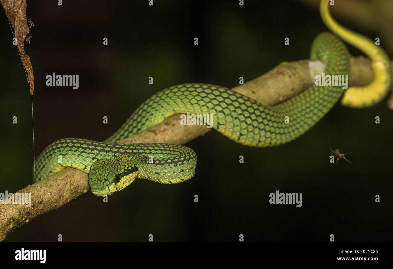 Green snake on a branch; green pit viper flicking its tongue lying on a ...