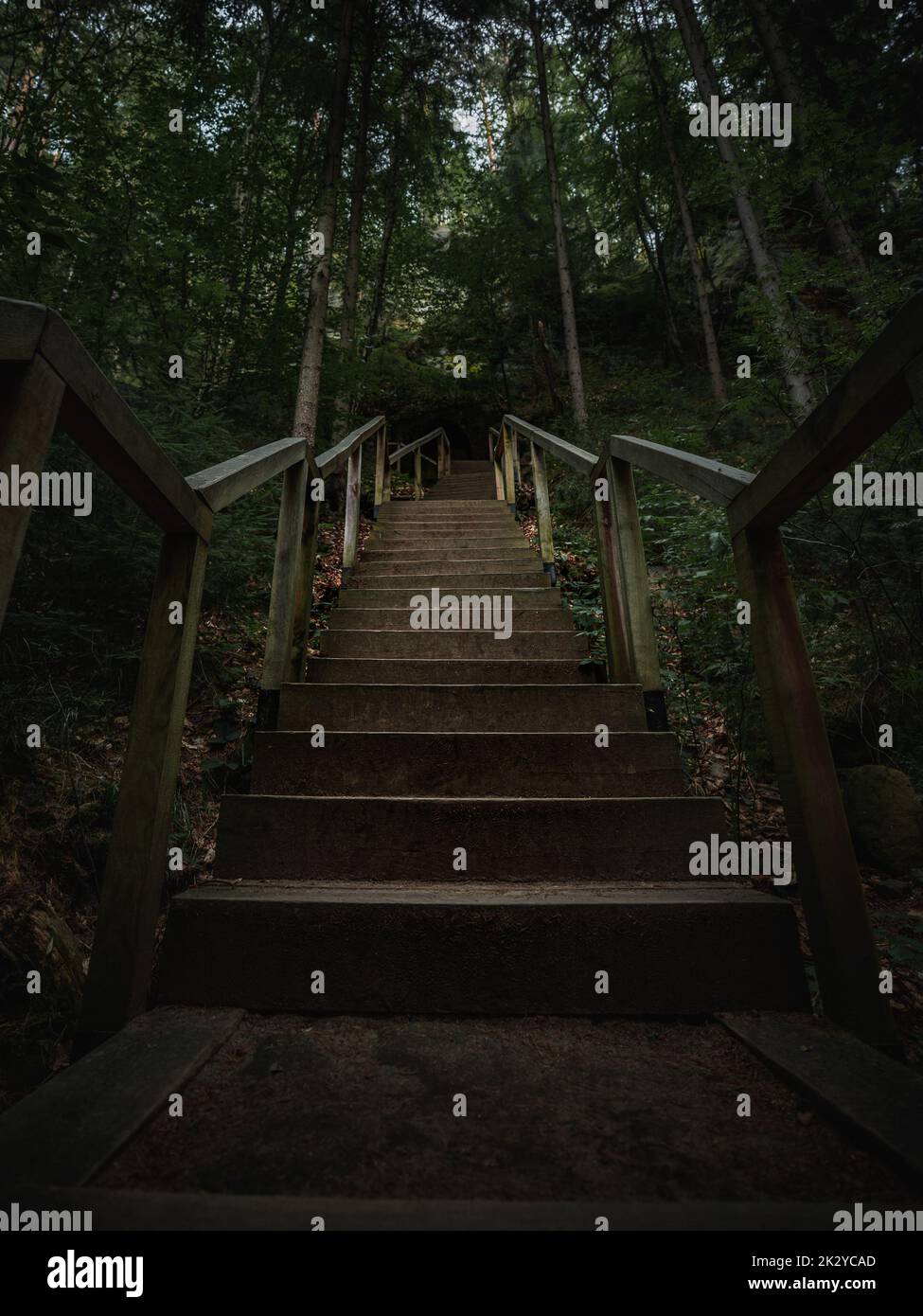 Wooden path hidden in deep forest in the north Bohemia. Path full of ...